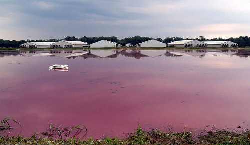 Pork Industry Panics After $50 Million Fine Over Pig Farming Pollution