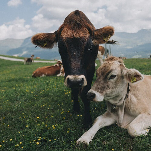 Do Cows Have Best Friends? How Cattle Bond