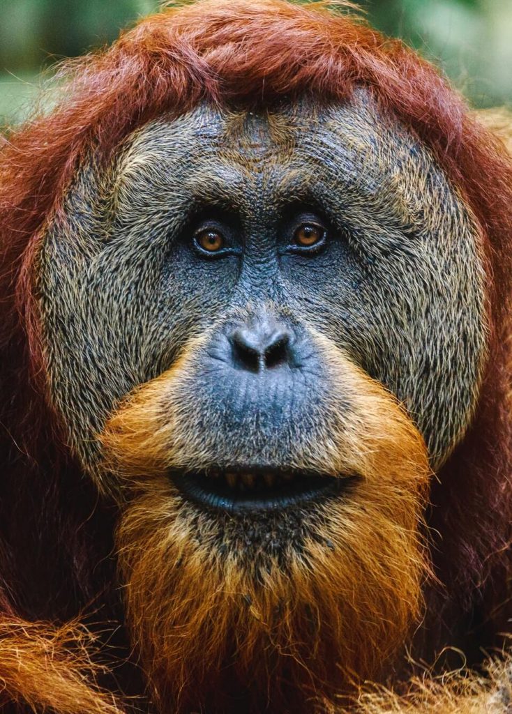 LUSH Launches Vegan Palm Oil-Free Orangutan-Shaped Soap for Rainforest ...