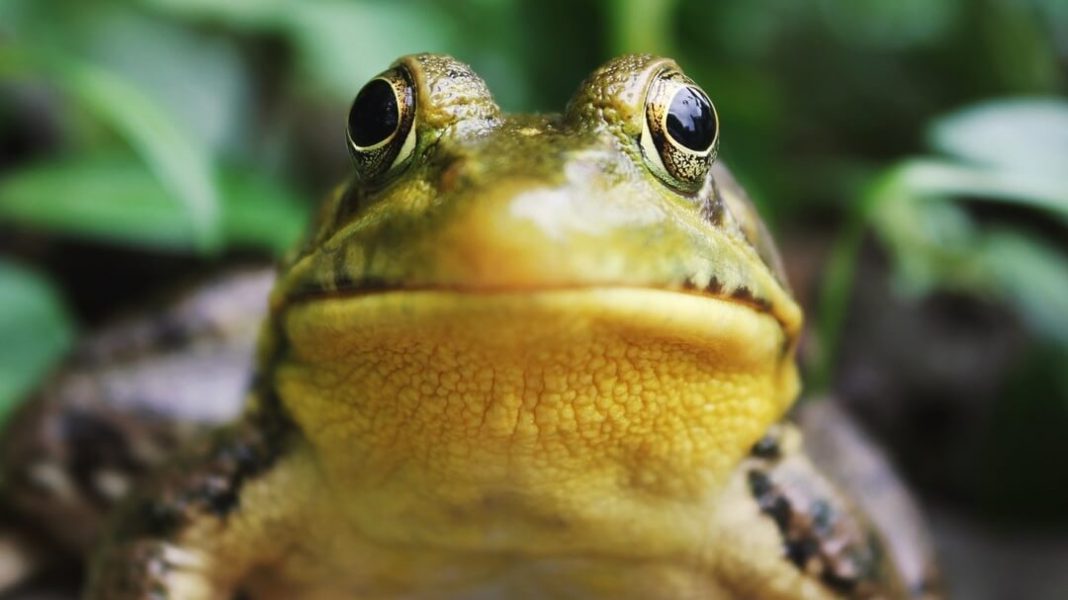 Frog Free Dissection Tool Froggipedia Named Apple s Top IPad App Of 2018 frog-free-dissection-tool-froggipedia-named-apple-s-top-ipad-app-of-2018