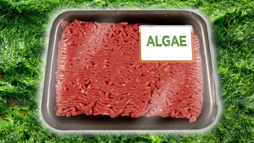 The Food of the Future Will All Be Made From Algae | LIVEKINDLY