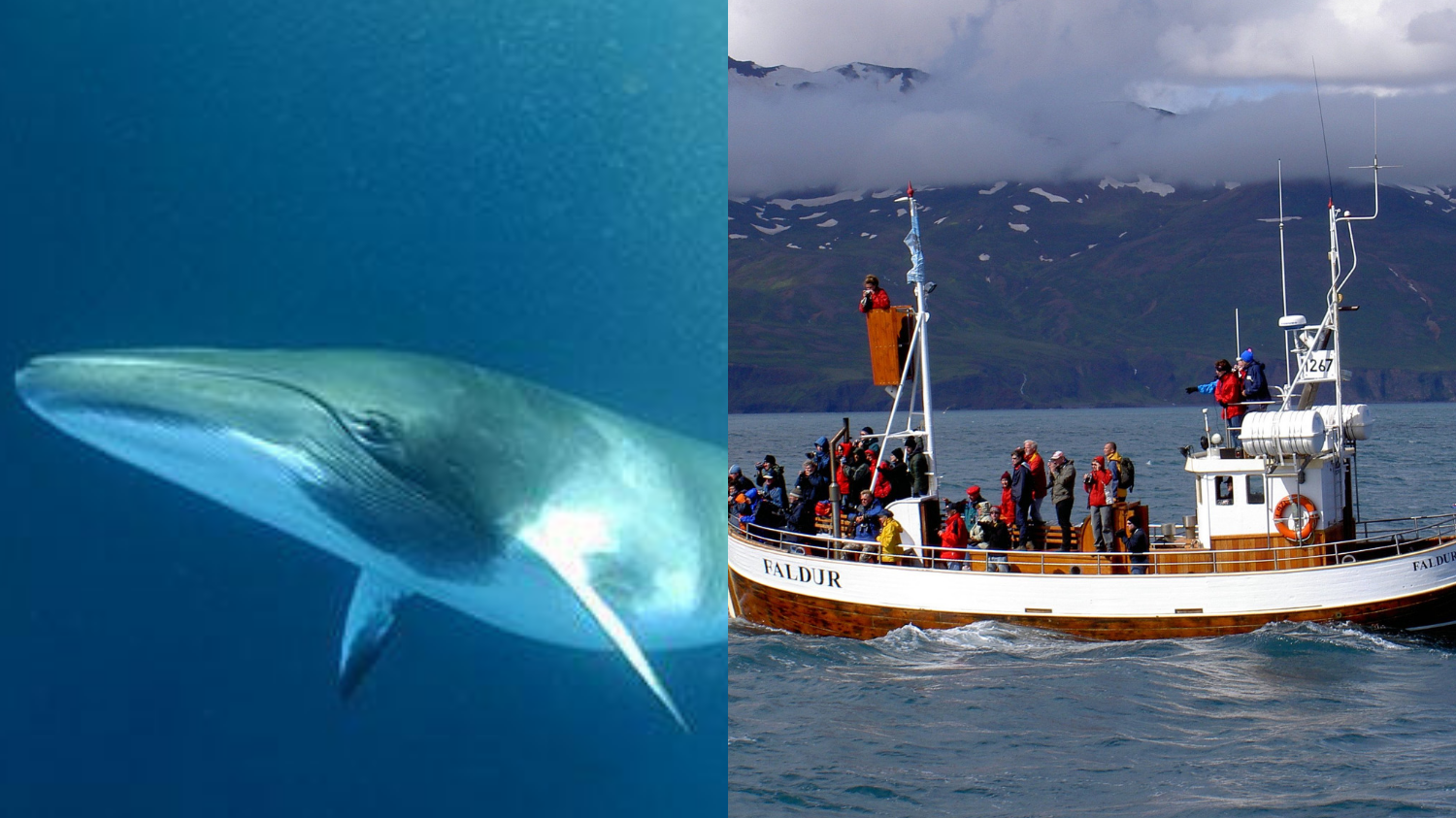 Iceland Cancels Fin Whale Hunting for 2019