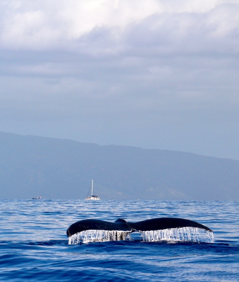 Iceland Cancels Fin Whale Hunting for 2019