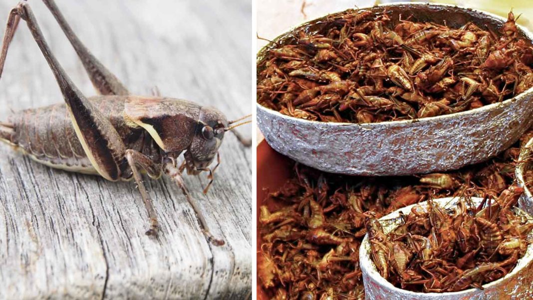 Lab-Grown Bug Meat Is the Cruelty-Free Protein Of the Future