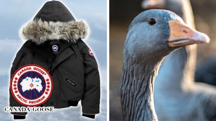 Canada Goose May Finally Realize Down Is Unethical (Updated August 7 ...