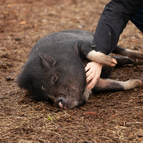 Sonoma County Fair Replaced Cruel Pig Wrangling Tradition With Slippery ...
