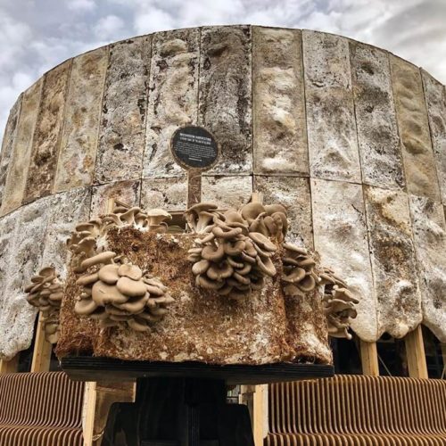 This New Building Is Made From Mushrooms That Actually Clean the Air
