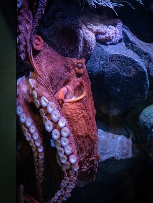 Are Octopuses the Smartest Animals In the Oceans?