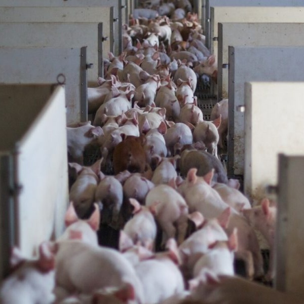 More Than 27,000 Hidden Factory Farms Exposed In New Map