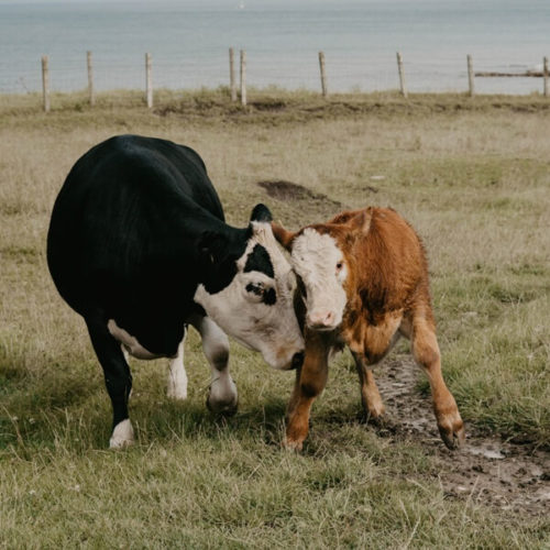 Do Cows Have Best Friends? How Cattle Bond