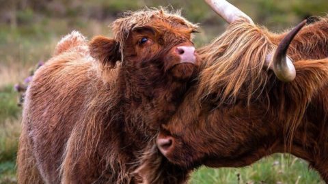 Do Cows Have Best Friends? How Cattle Bond