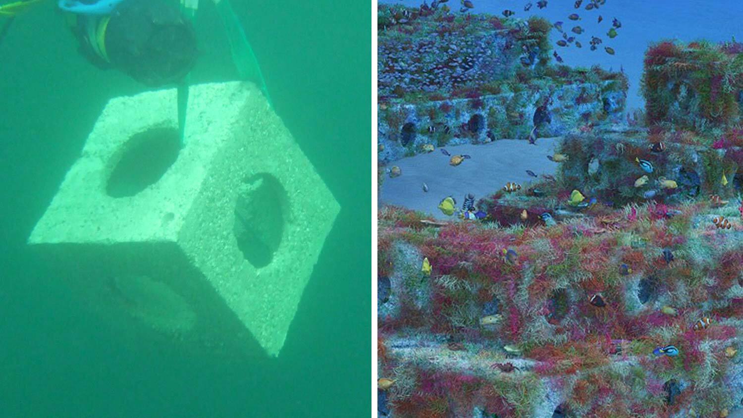 Reef Cubes: The Plastic-Free Blocks Helping to Save the Oceans