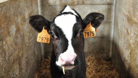 What Is Factory Farming? Everything You Need to Know