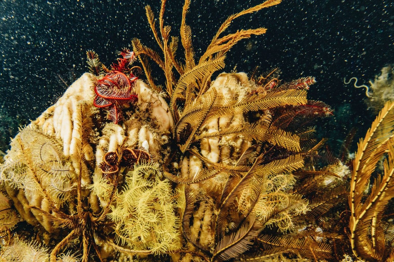 How Deep-Sea Coral Reefs Protect Marine Biodiversity | LIVEKINDLY