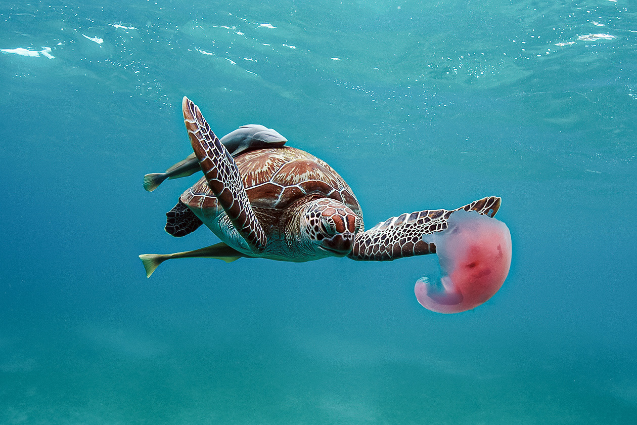 How to Help the Ocean: 5 Things to Do Today